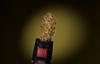 Nuts About You RAISIN 500 g | New Crop 2025 | Extra Long | Premium ...